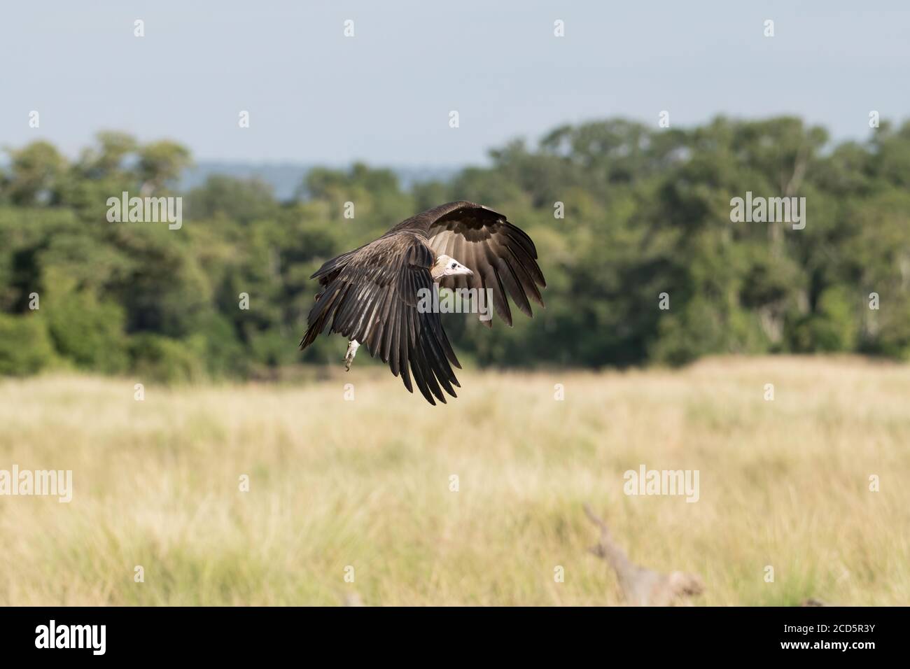 Vulture at carcass of a wildebeest hi-res stock photography and images ...