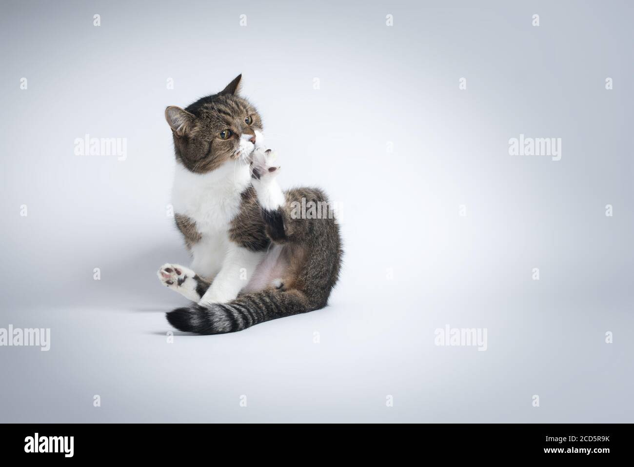 tabby white british shorthair cat cleaning it's paw on white studio ...