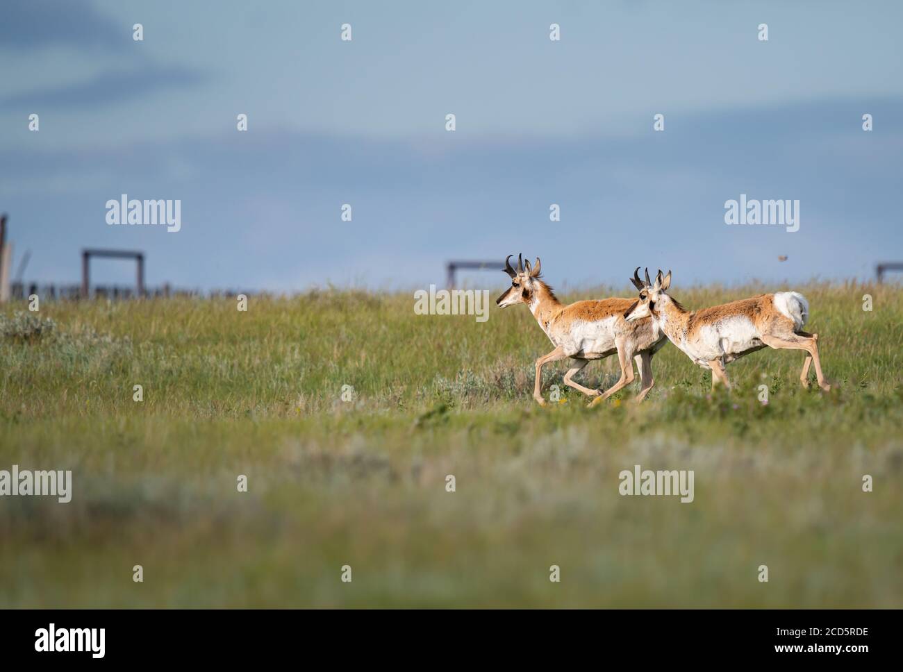 Pronghorn in the Canadian wilderness Stock Photo - Alamy