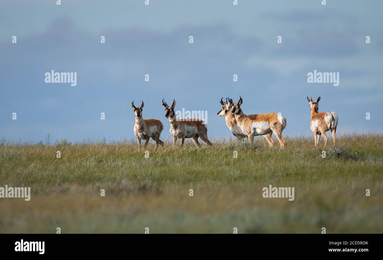Pronghorn in canadian wilderness hi-res stock photography and images ...