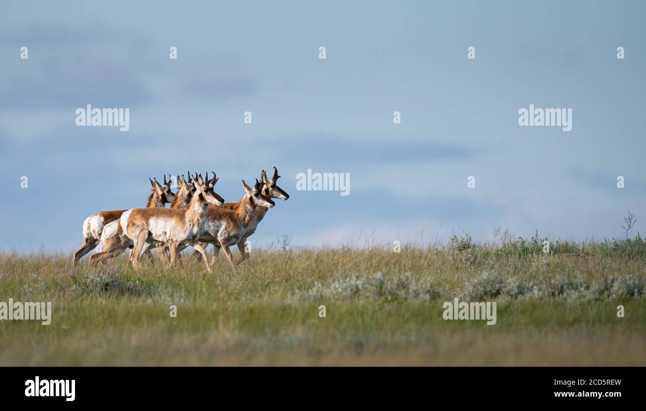 Pronghorn in the Canadian wilderness Stock Photo - Alamy