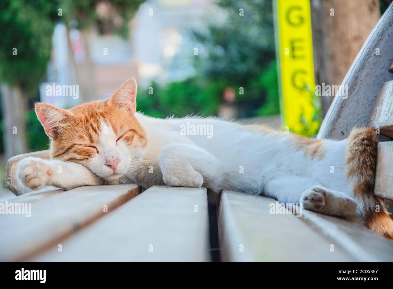 Stray cat sleeping on bench in close-up Stock Photo - Alamy