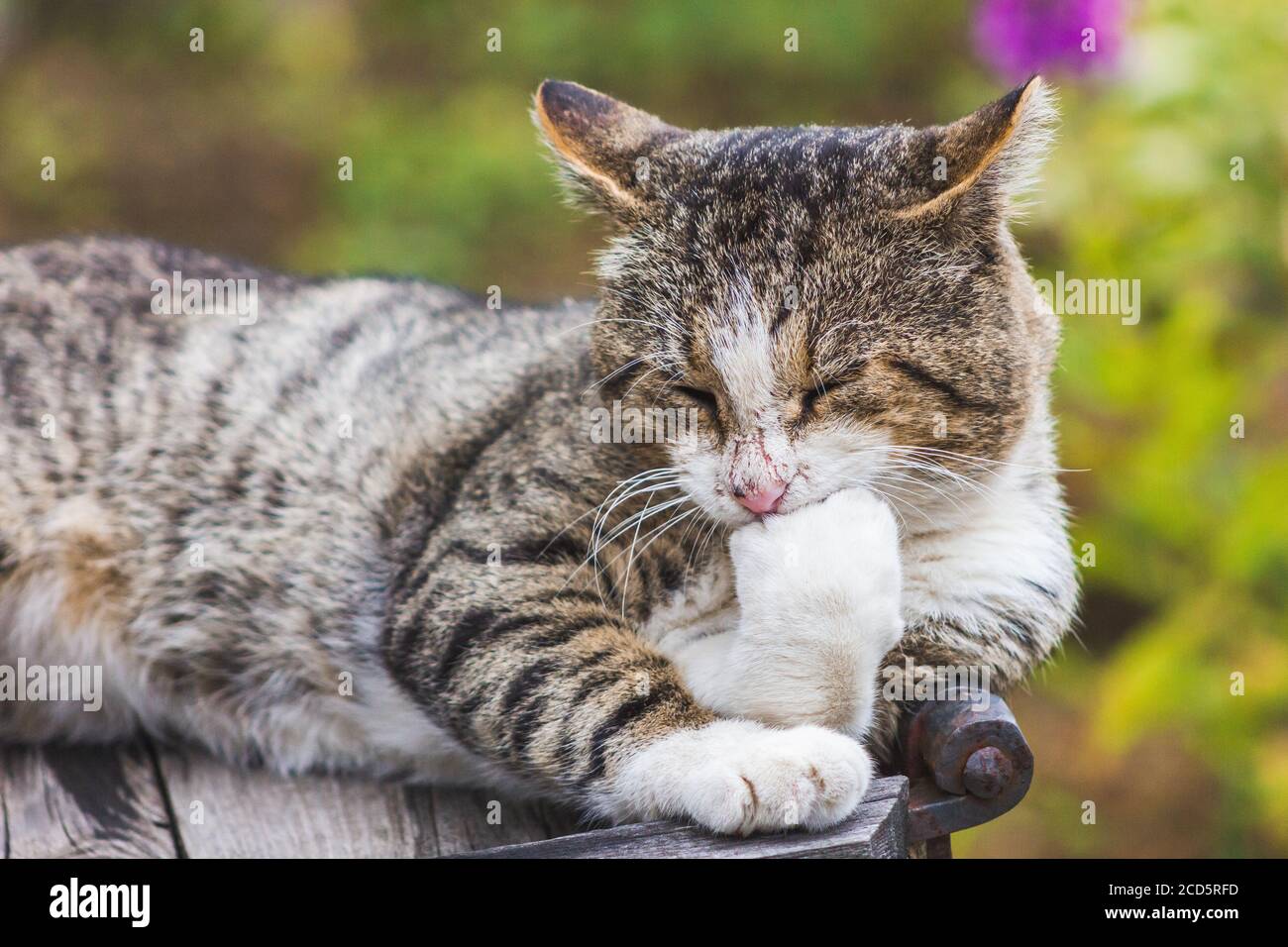 pensive cat thinker pose paw at chin portrait meditative Stock Photo ...