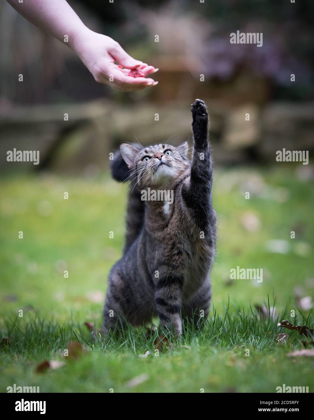 front view of a tabby domestic shorthair cat raising paw reaching for ...