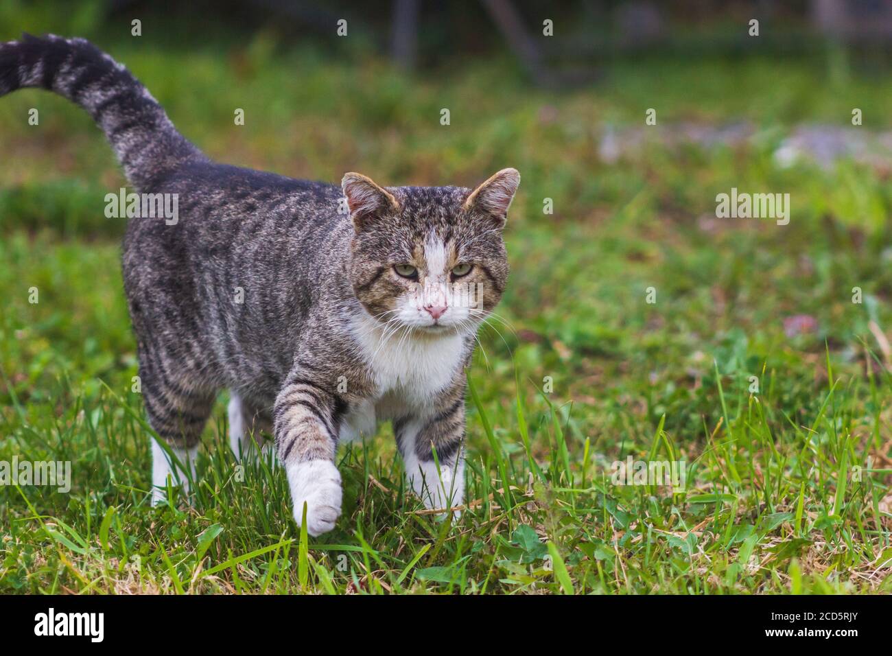 creeping serious cat hunter is scouting the territory interest animal ...