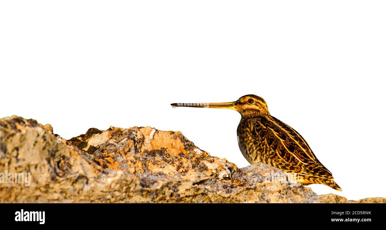 Isolated bird. White background. Common Snipe Stock Photo - Alamy