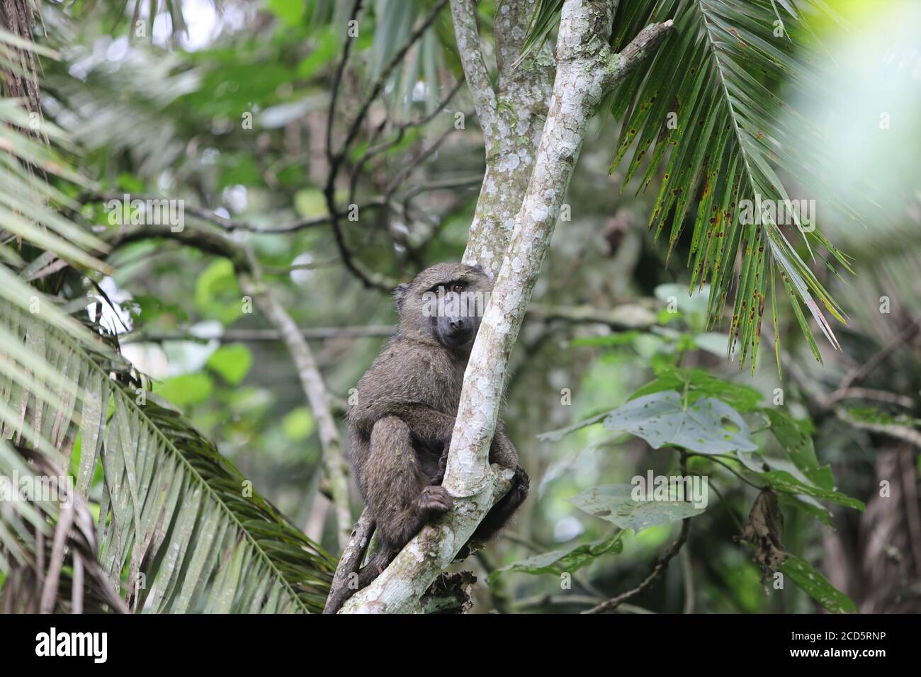 A baboon sitting in a tree Stock Photo - Alamy
