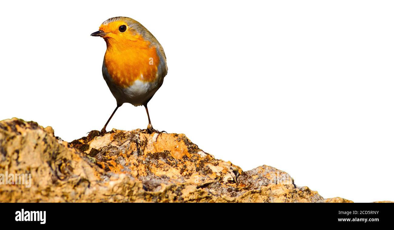 Isolated bird European Robin. White background Stock Photo - Alamy