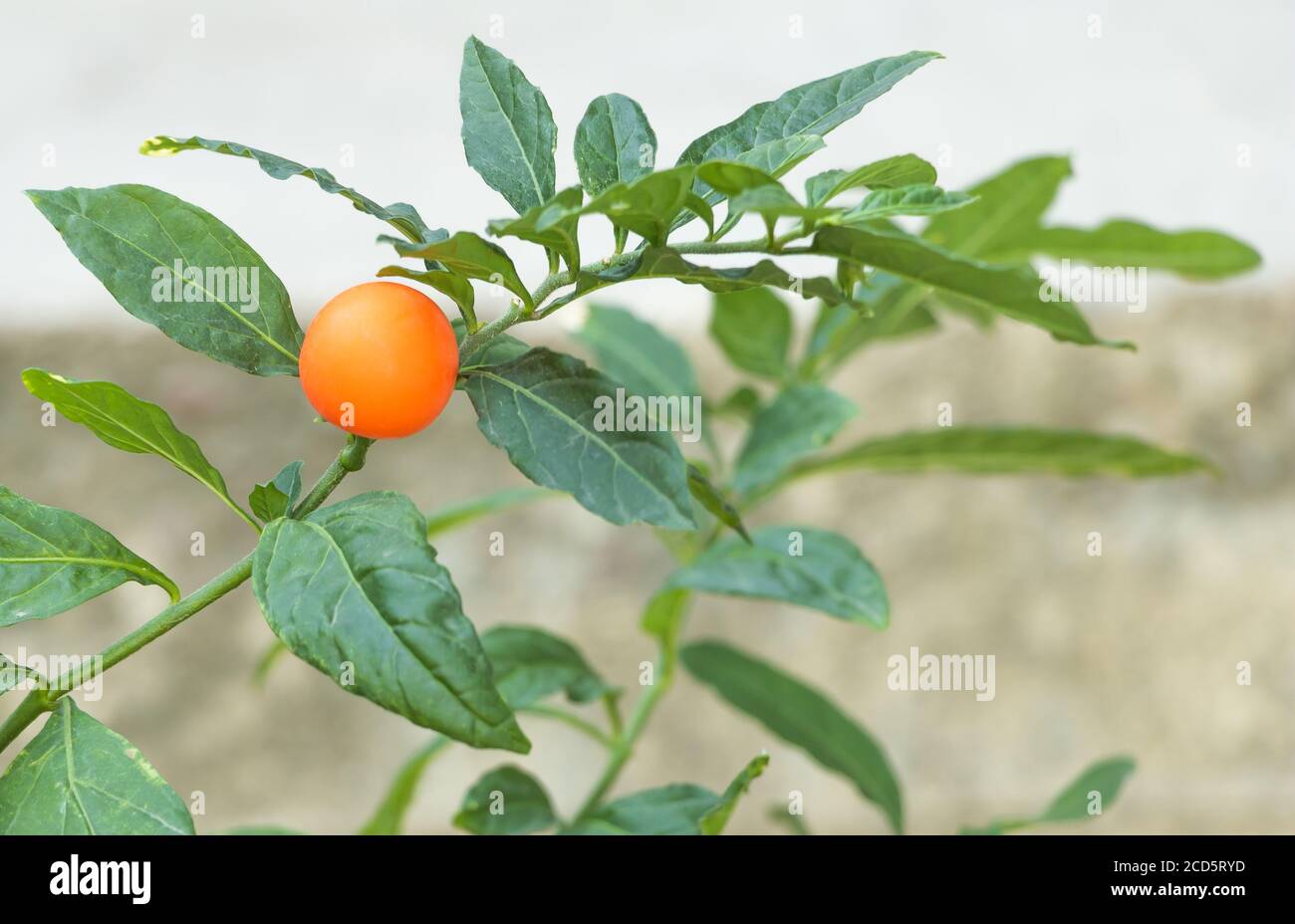 Solanum pseudocapsicum with decorative orange fruit. but is toxic Stock ...