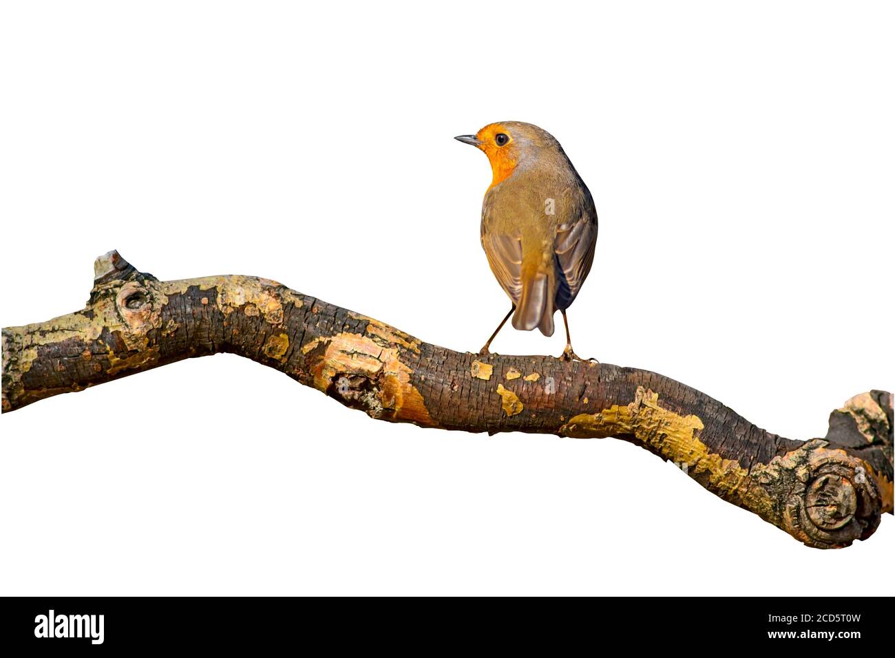 Isolated bird European Robin. White background Stock Photo - Alamy