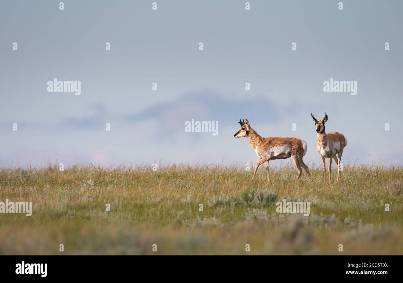 Pronghorn in canadian wilderness hi-res stock photography and images ...
