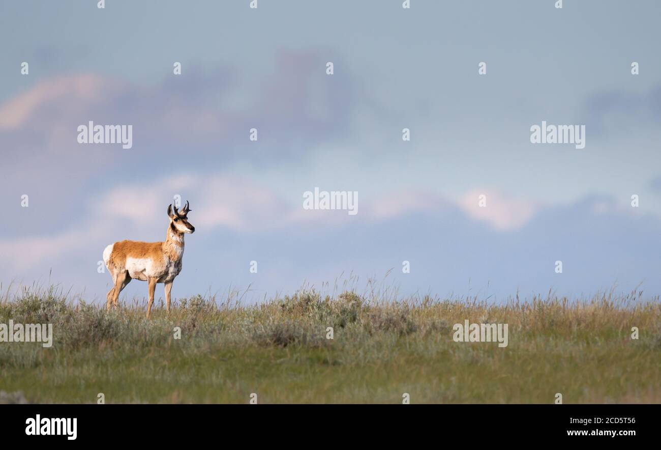 Pronghorn in the Canadian wilderness Stock Photo - Alamy