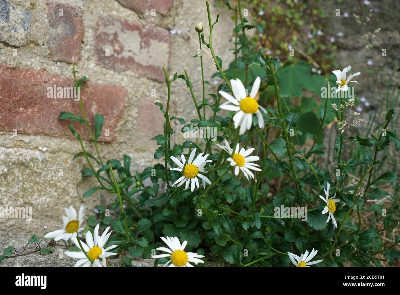 Closeup shot of wild daisy flowers in a garden Stock Photo - Alamy