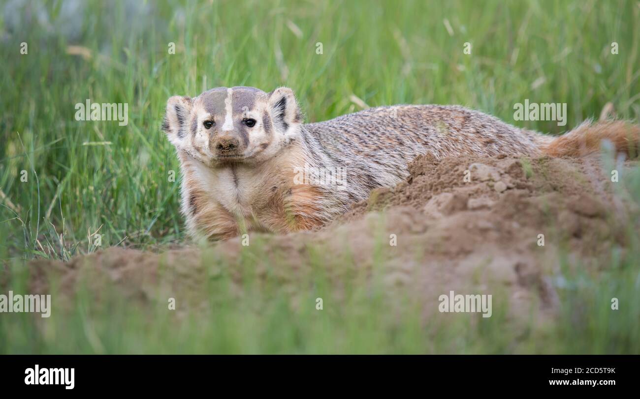 Badger in canadian prairies hi-res stock photography and images - Alamy