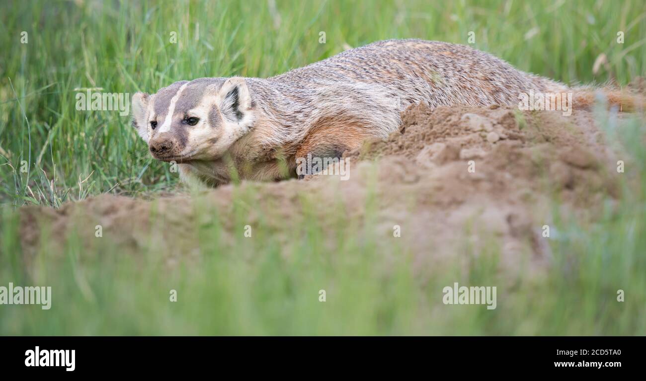 Badger in the Canadian prairies Stock Photo - Alamy