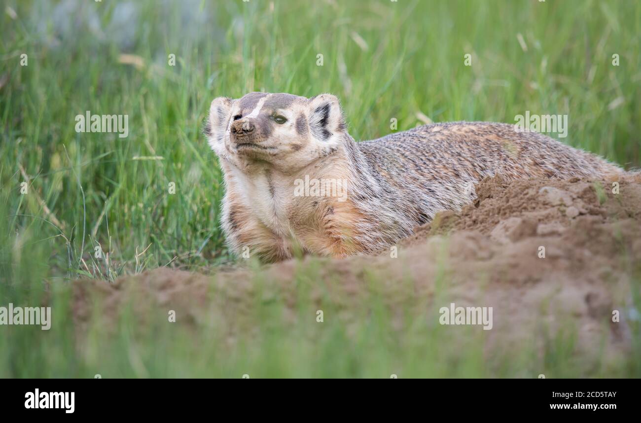 Badger in the Canadian prairies Stock Photo - Alamy