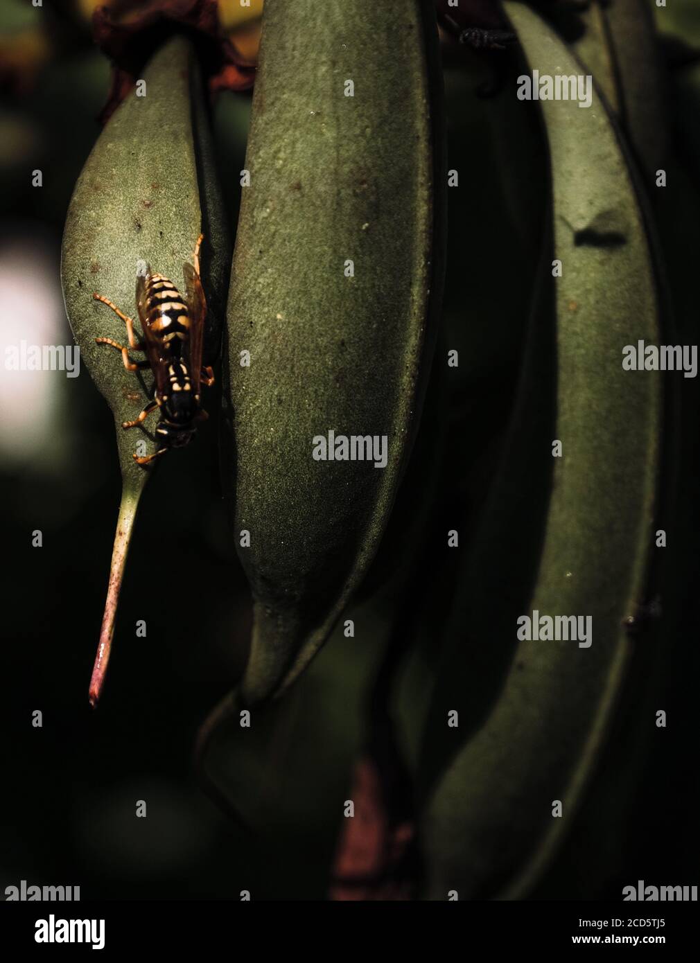 Vertical shot of plant leaves with insects perched on them Stock Photo ...