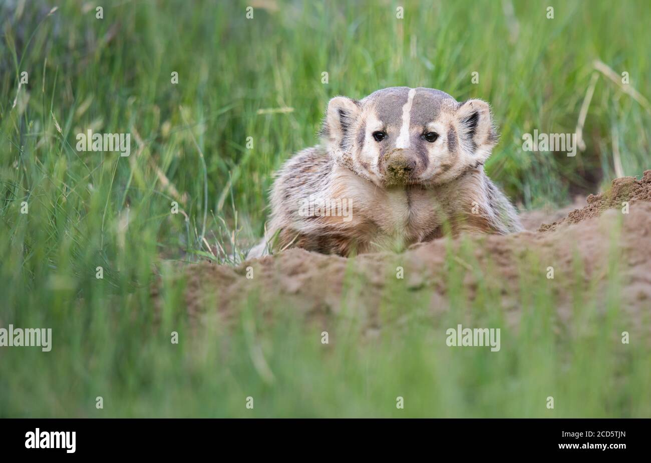 Badger in the Canadian prairies Stock Photo - Alamy