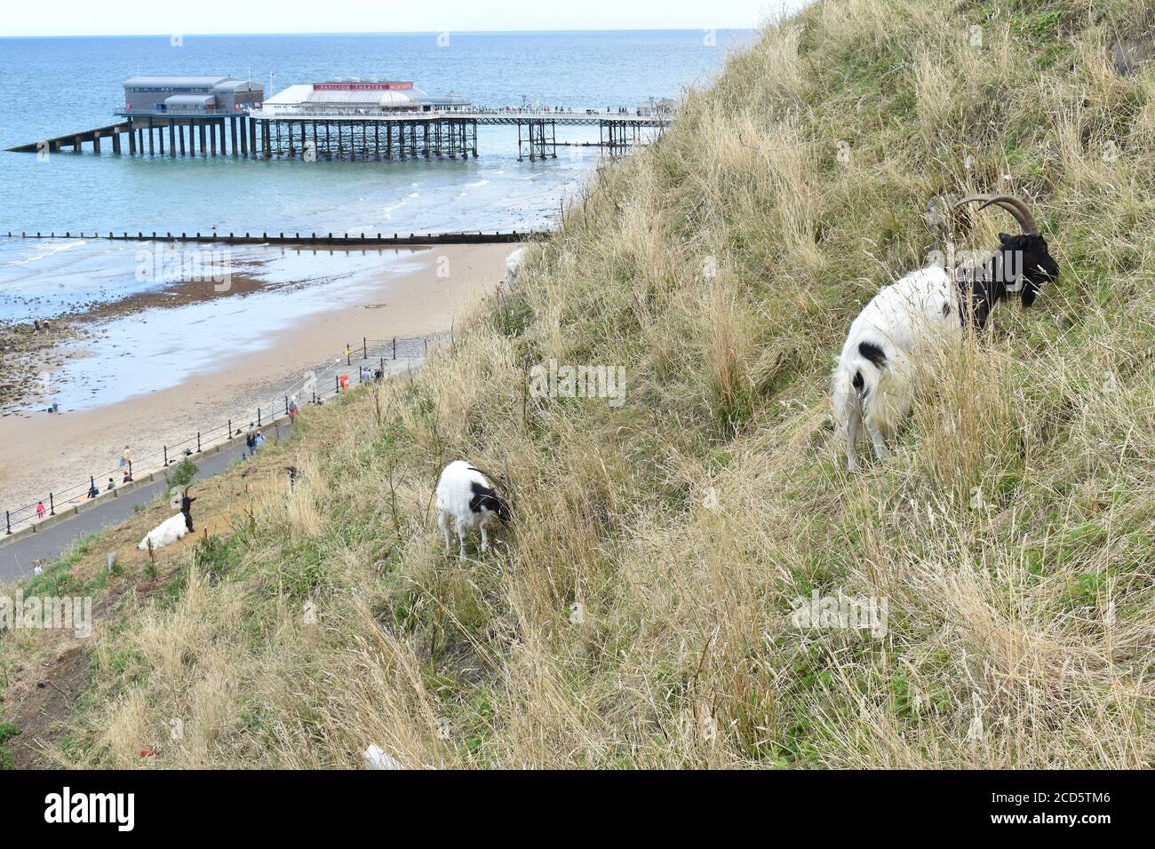 Bagot goat family hi-res stock photography and images - Alamy