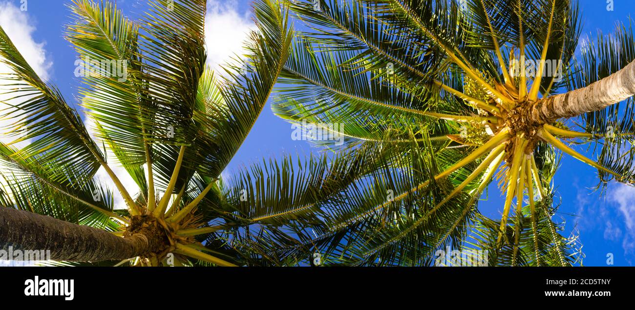 Low angle view of palm trees, Koloa, Kauai, Hawaii, USA Stock Photo - Alamy