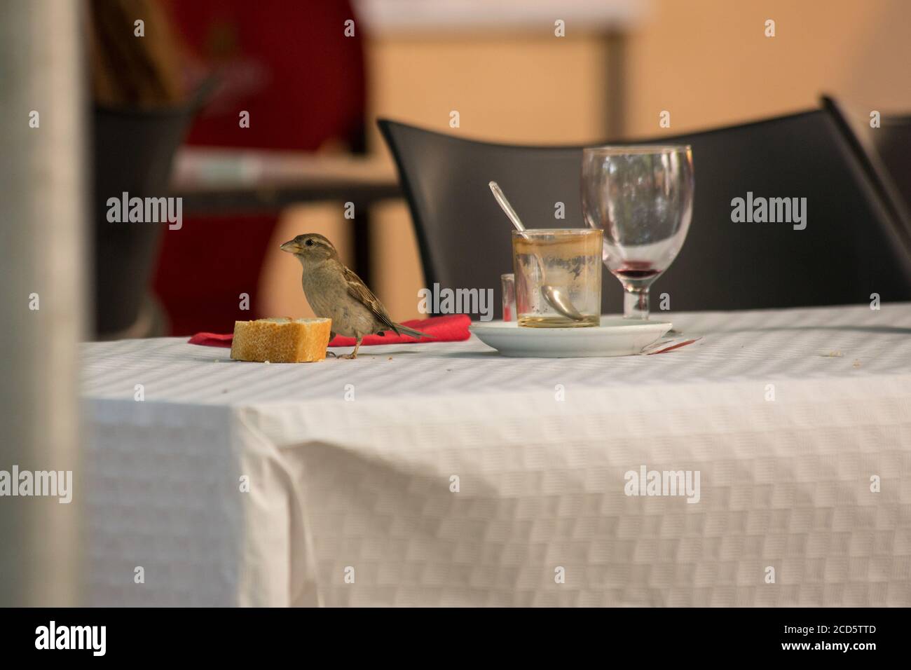 Sparrow on cafe table hi-res stock photography and images - Alamy
