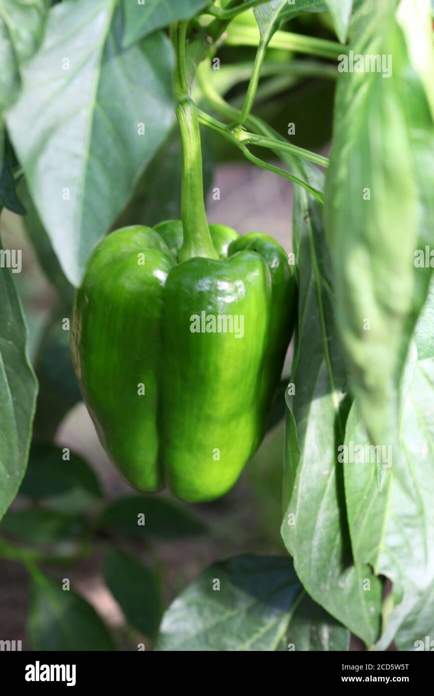 Green bell pepper hanging on tree in the plantation Stock Photo - Alamy