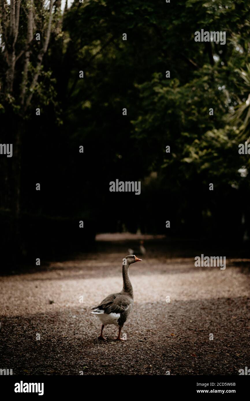 Cute grey goose walking through a road Stock Photo - Alamy
