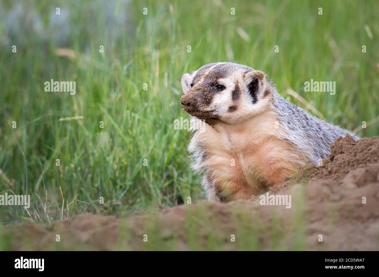 Badger in the Canadian prairies Stock Photo - Alamy