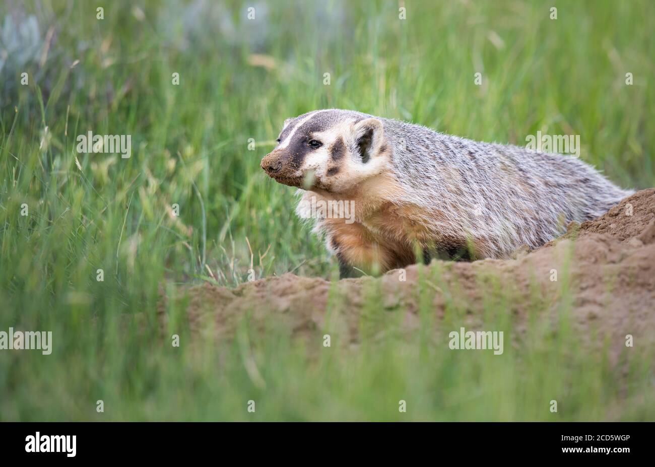 Badger in the Canadian prairies Stock Photo - Alamy