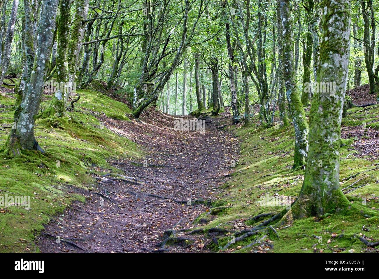 A pathway in a forest covered in greenery at daylight Stock Photo - Alamy