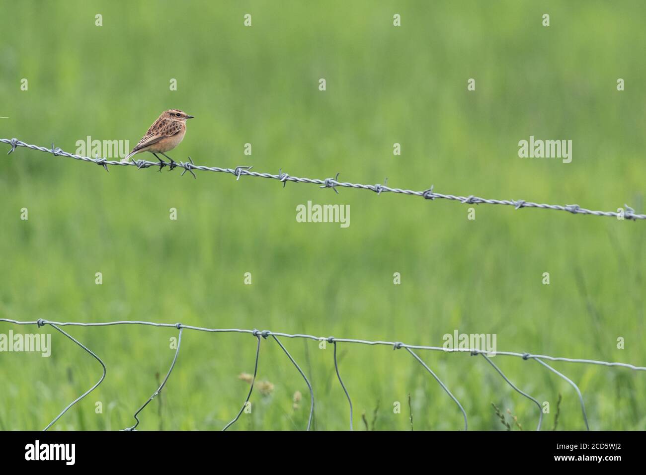 A single juvenile whinchat (UK) perched on a barbed wire fence Stock ...