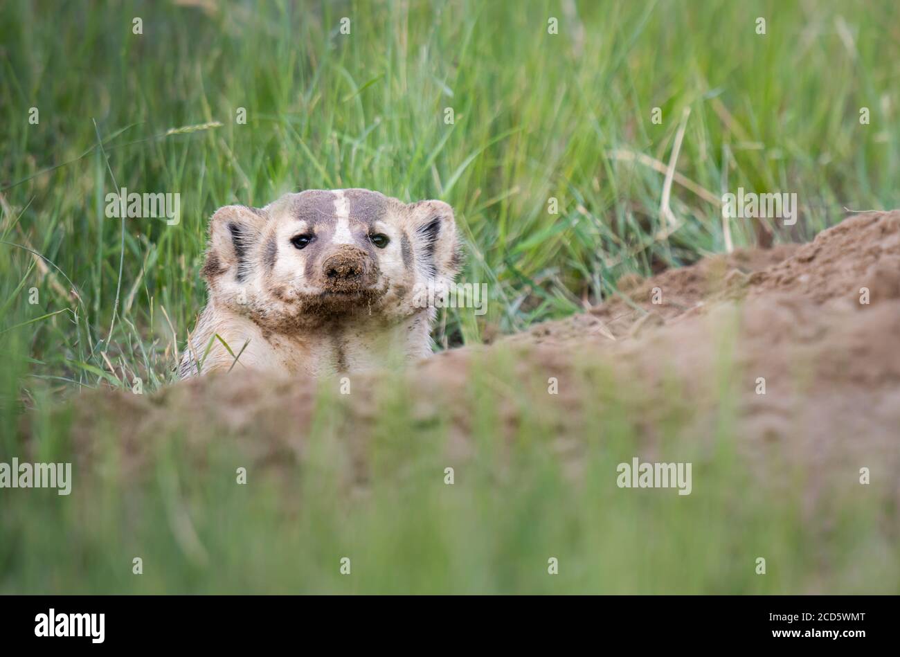Badger in the Canadian prairies Stock Photo - Alamy