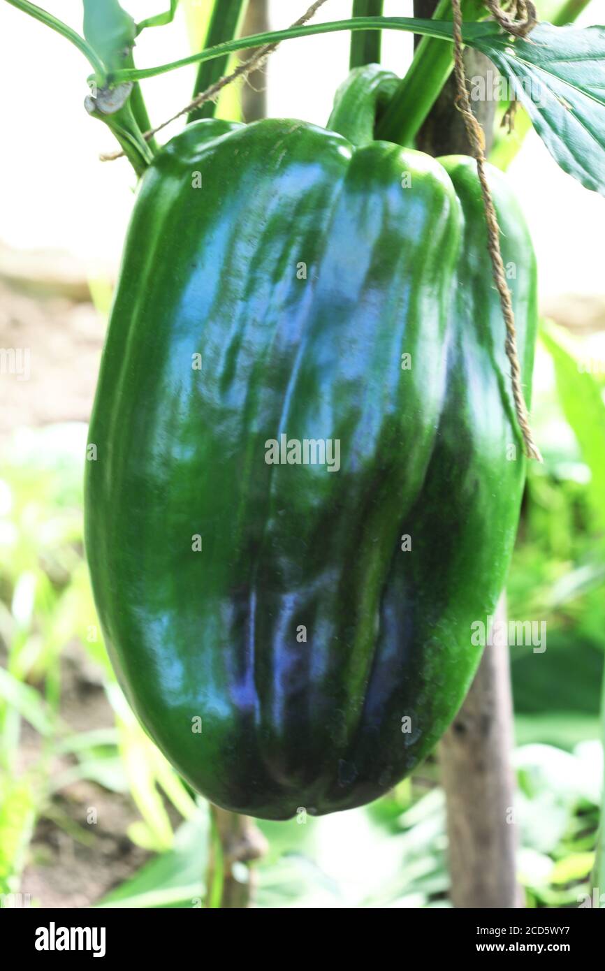 Giant green bell pepper hi-res stock photography and images - Alamy
