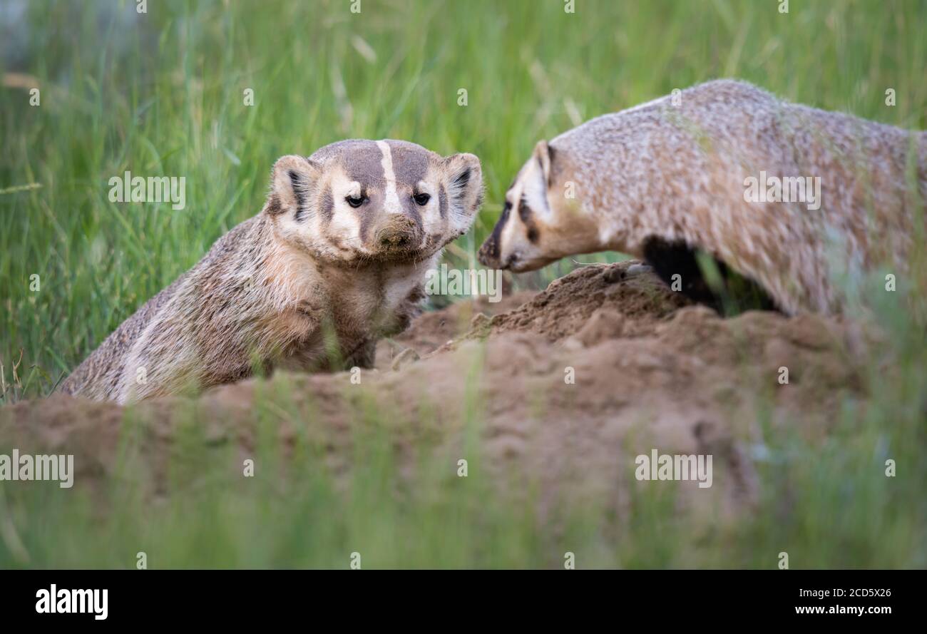 Badger in the Canadian prairies Stock Photo - Alamy