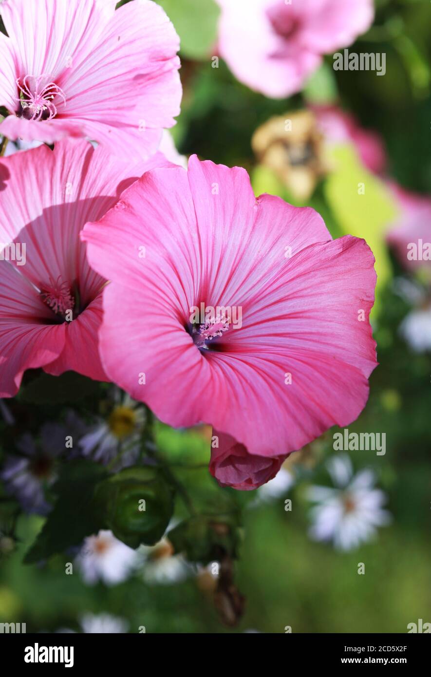 Royal Mallow High Resolution Stock Photography and Images - Alamy