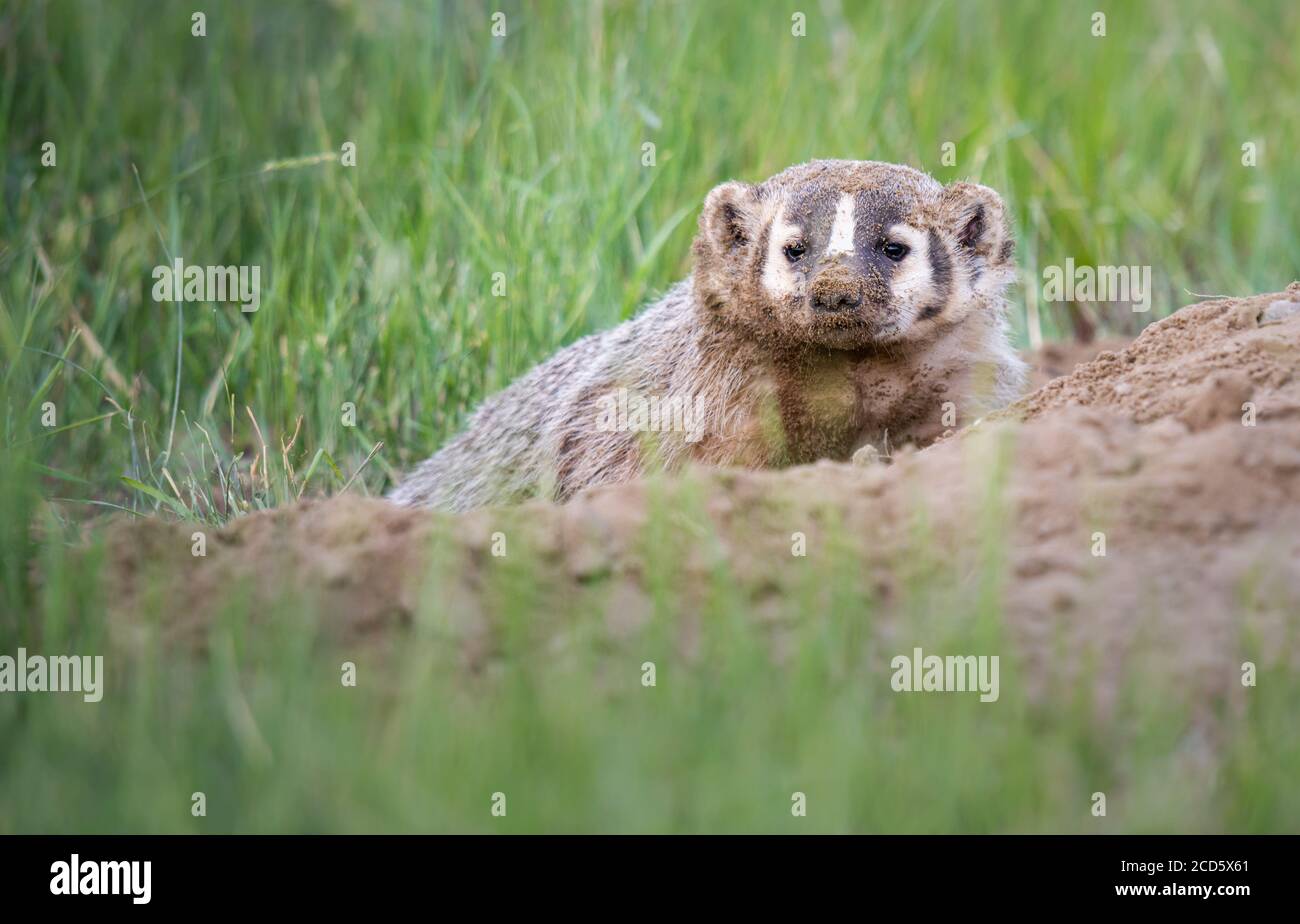 Badger in the Canadian prairies Stock Photo - Alamy