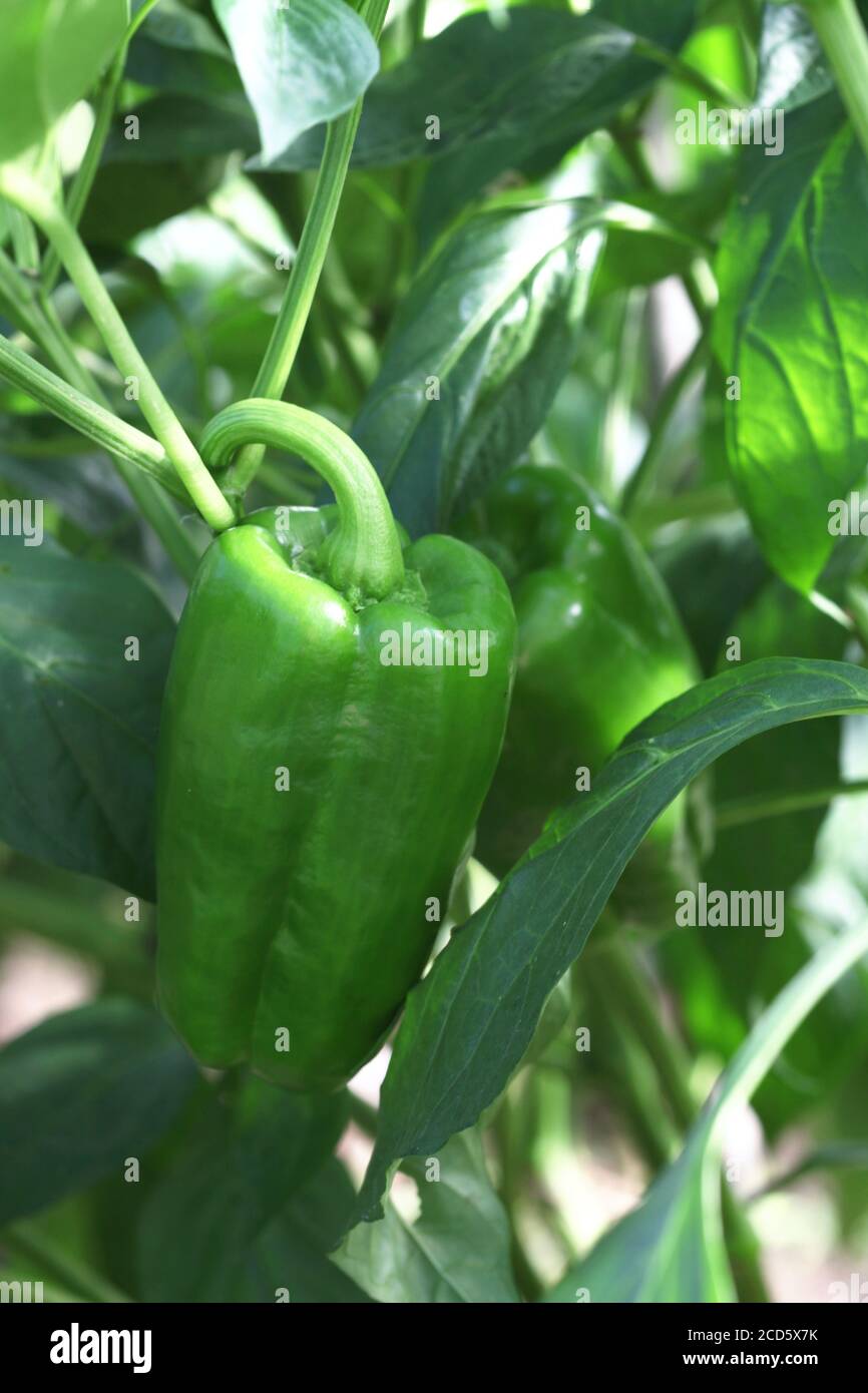 Giant green bell pepper hi-res stock photography and images - Alamy
