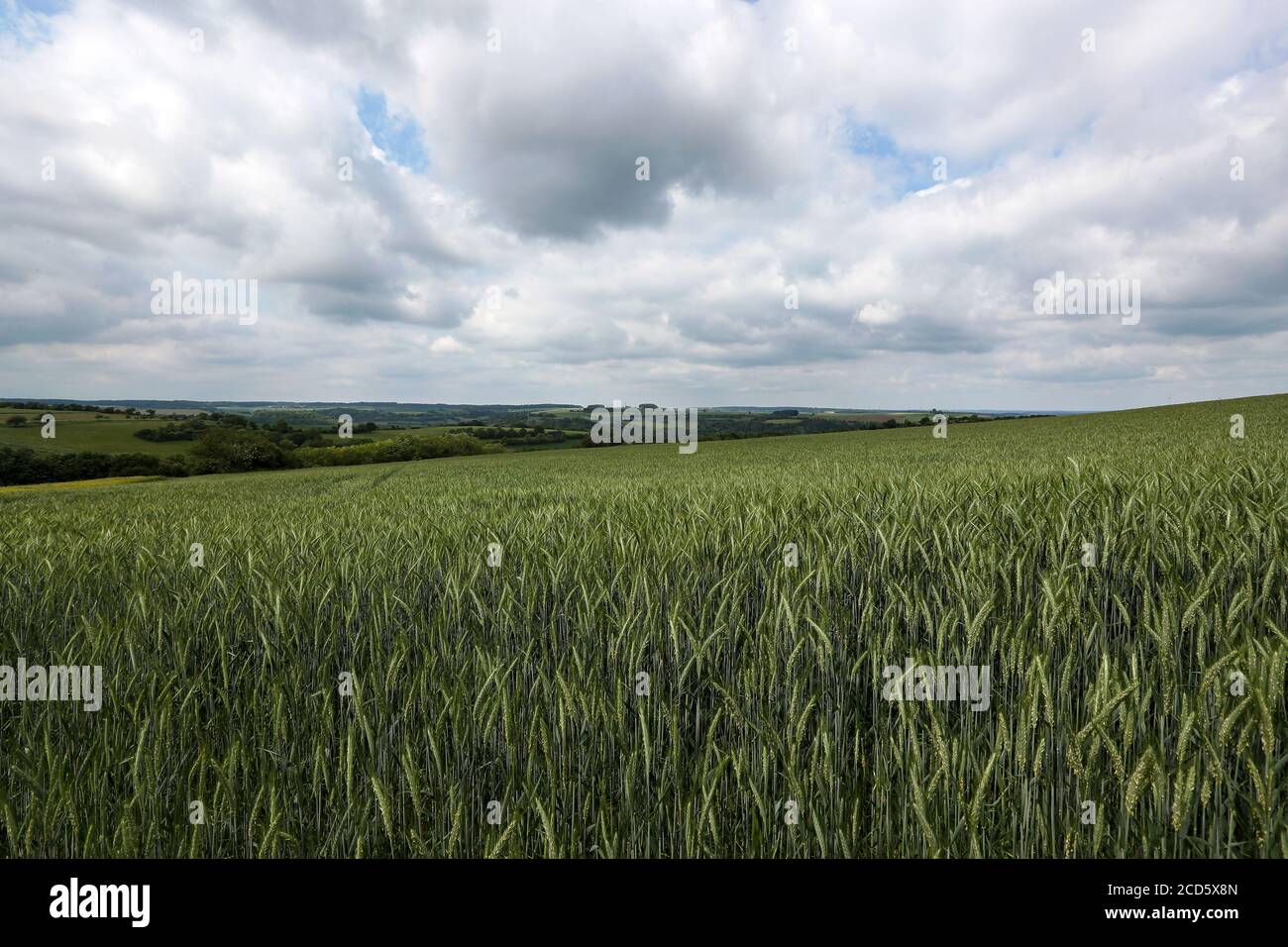Closeup shot of grassland Stock Photo - Alamy