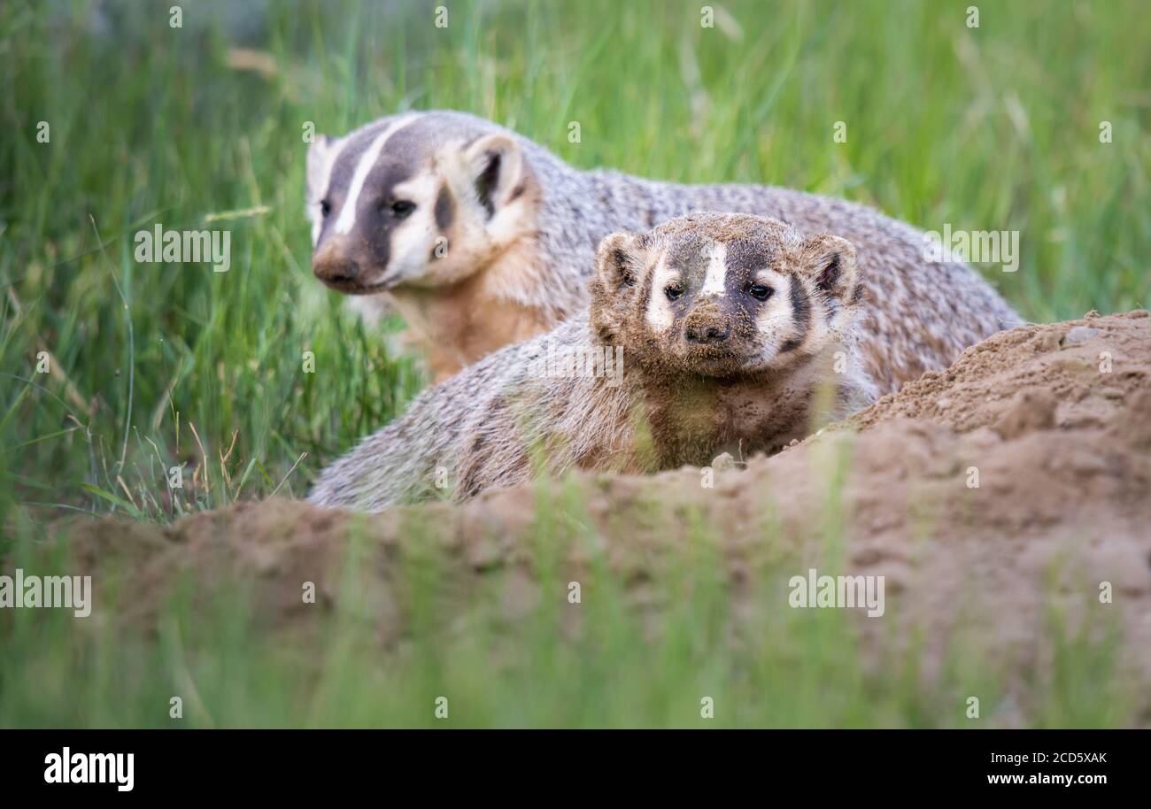 Badger Kit High Resolution Stock Photography and Images - Alamy