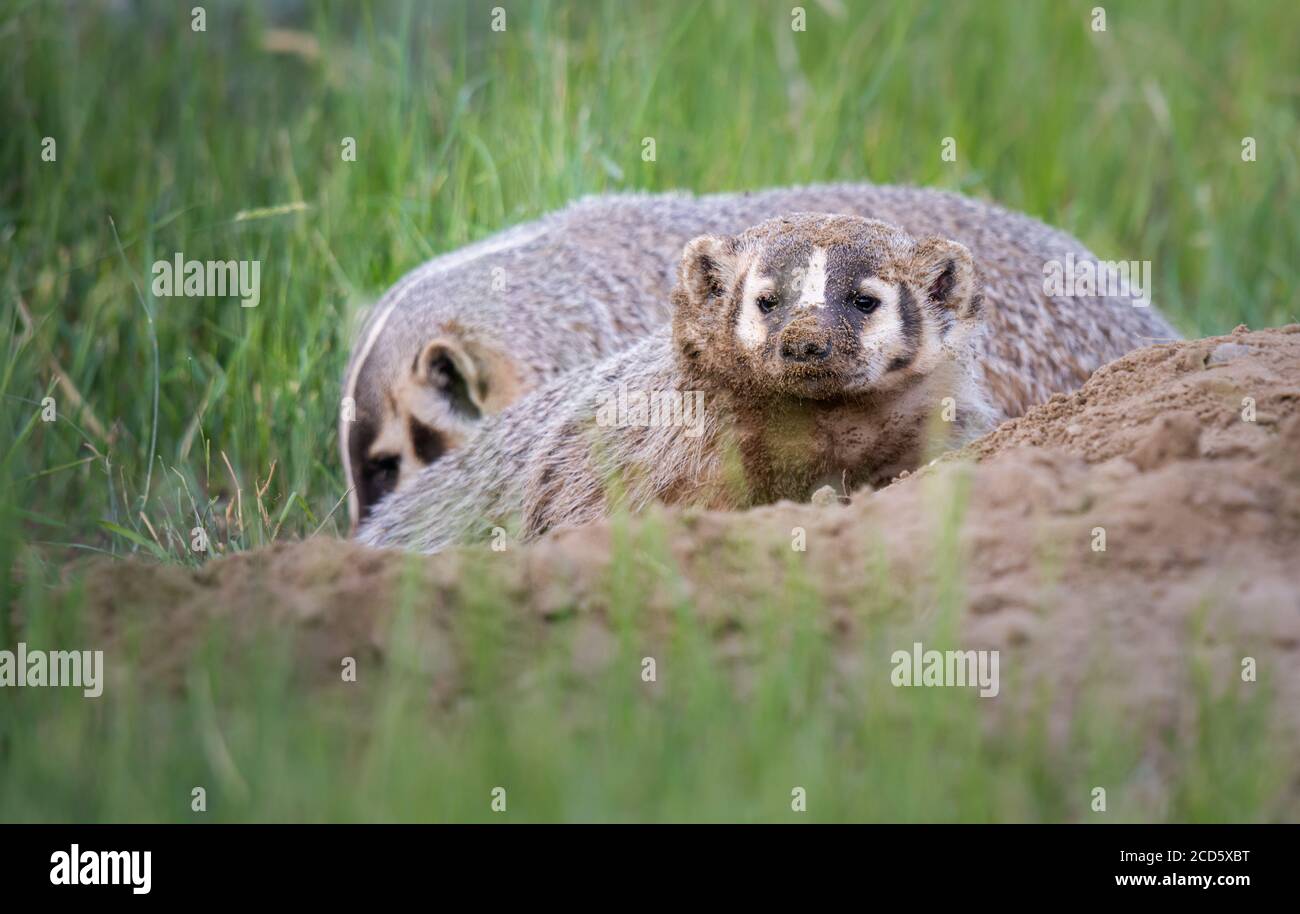 Badger Kit High Resolution Stock Photography and Images - Alamy
