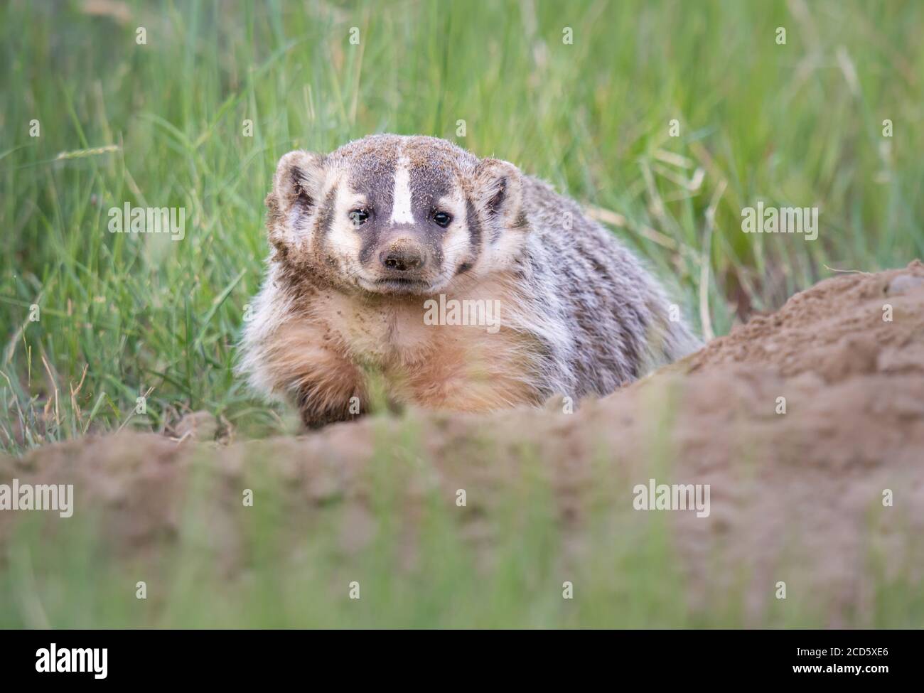 Badger Kit High Resolution Stock Photography and Images - Alamy