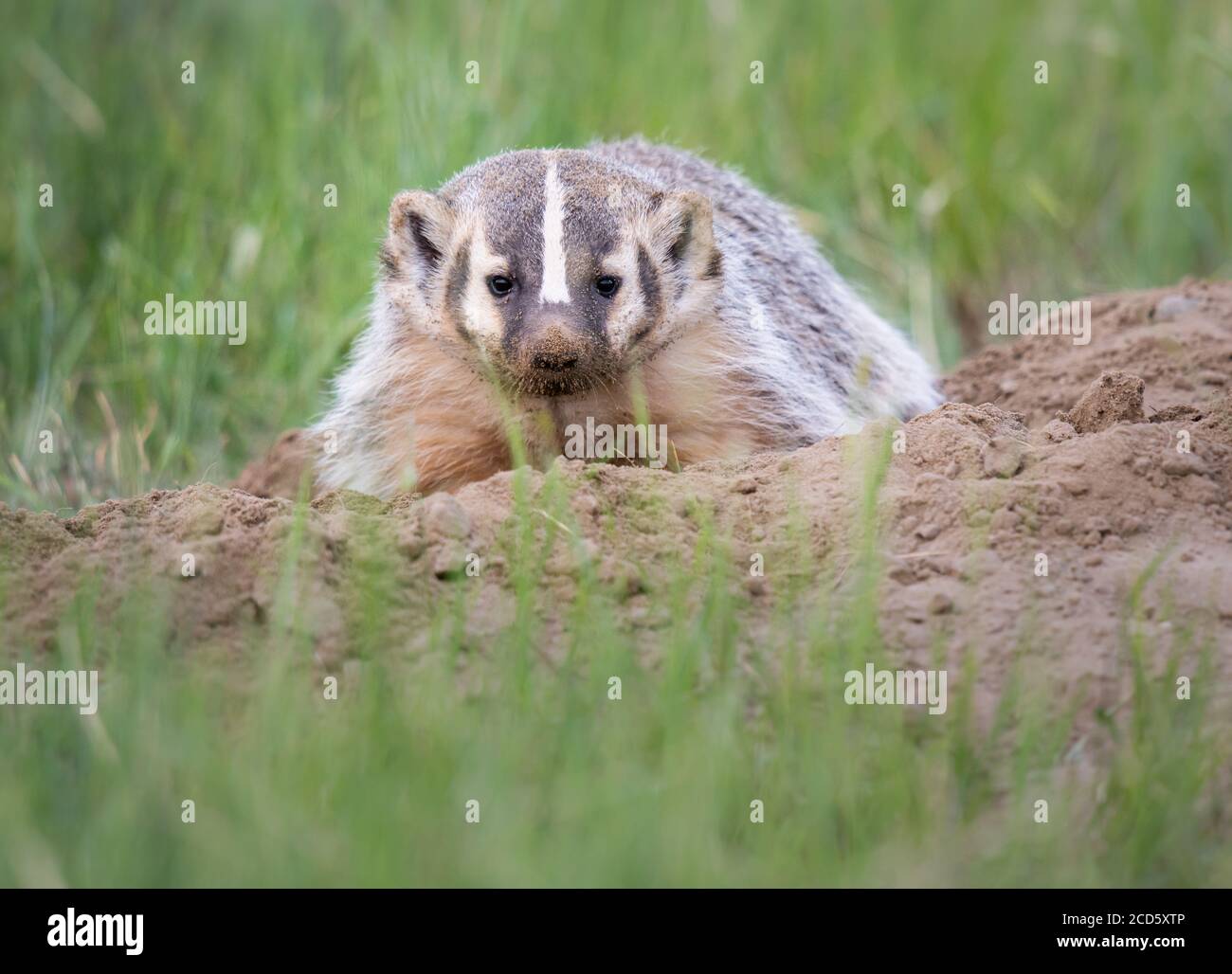 Badger Kit High Resolution Stock Photography and Images - Alamy