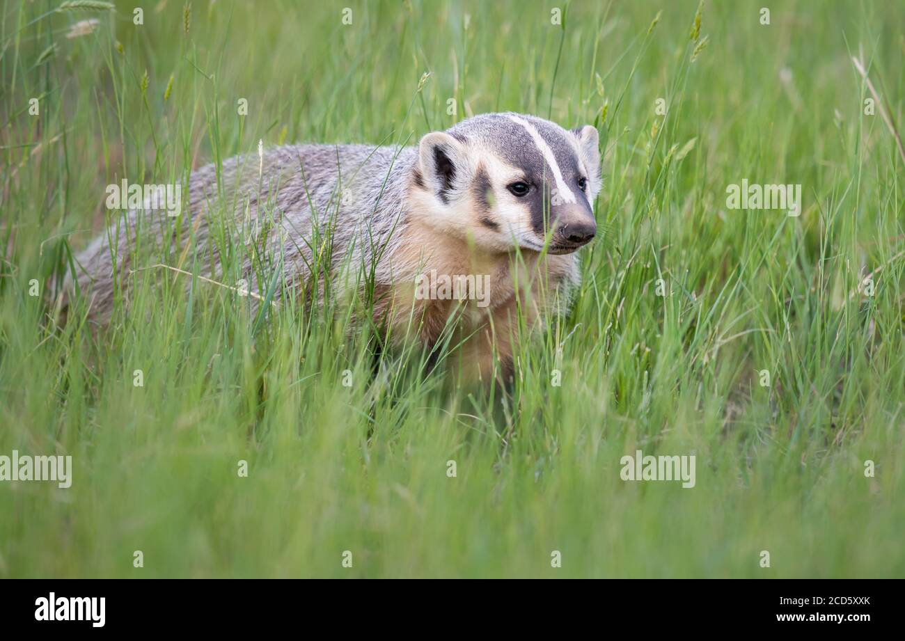 Badger Kit High Resolution Stock Photography and Images - Alamy
