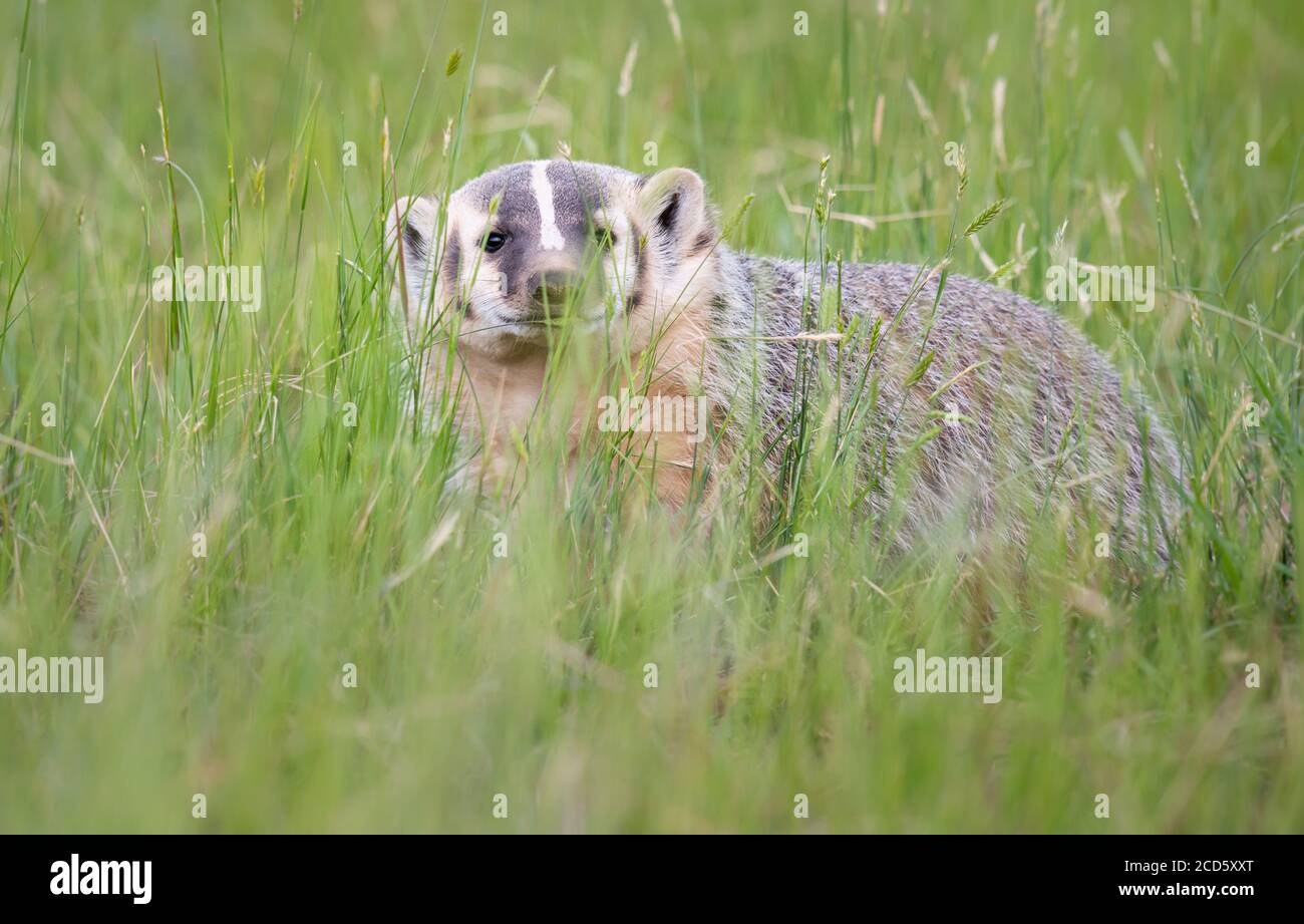 Badger Kit High Resolution Stock Photography and Images - Alamy