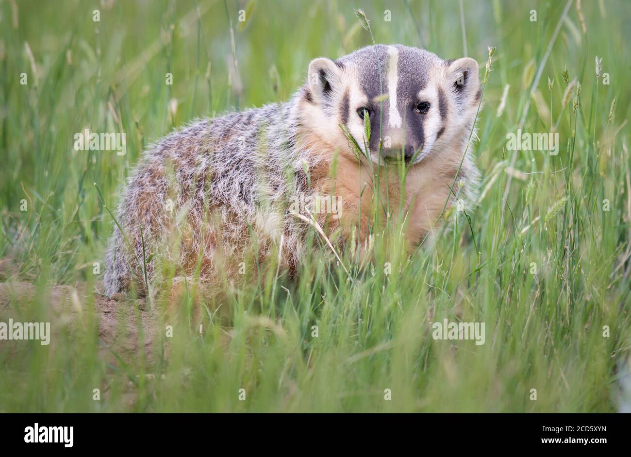 Badger Kit High Resolution Stock Photography and Images - Alamy