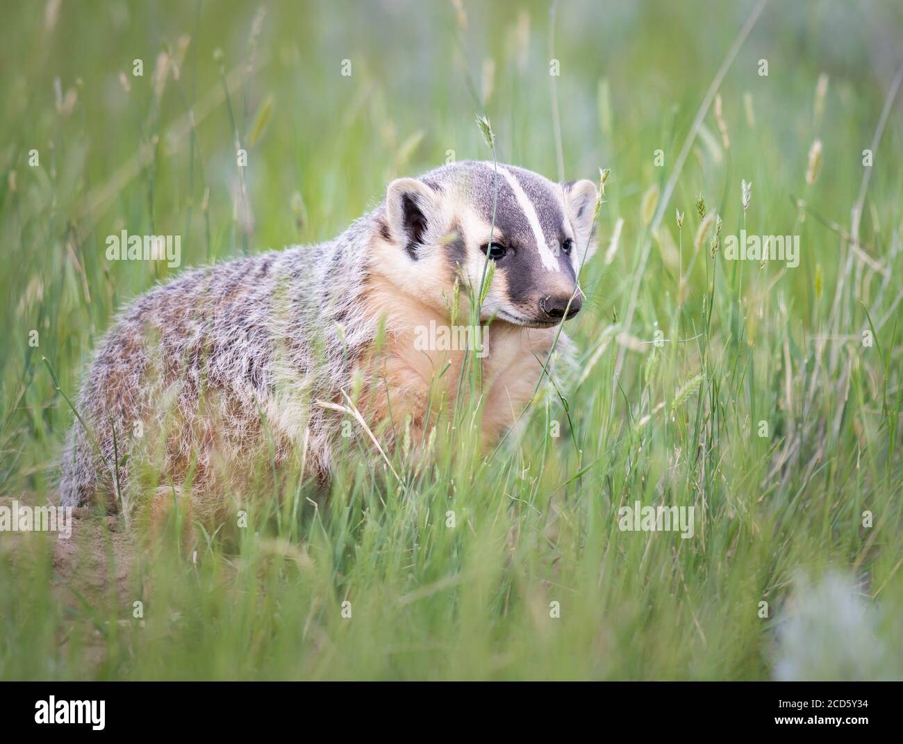 Badger Kit High Resolution Stock Photography and Images - Alamy