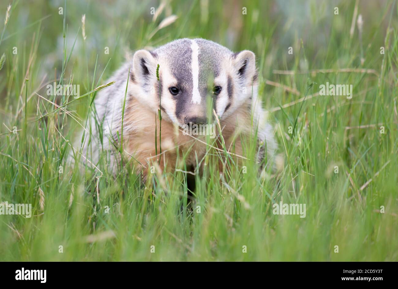 Badger in the Canadian prairies Stock Photo - Alamy