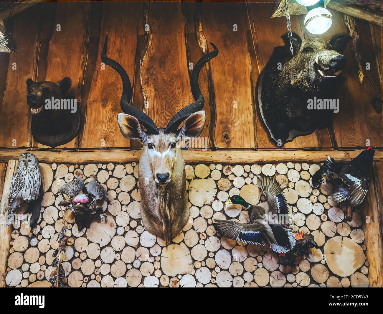 Heads of wild animals and stuffed wild birds hang on the log wall Stock ...