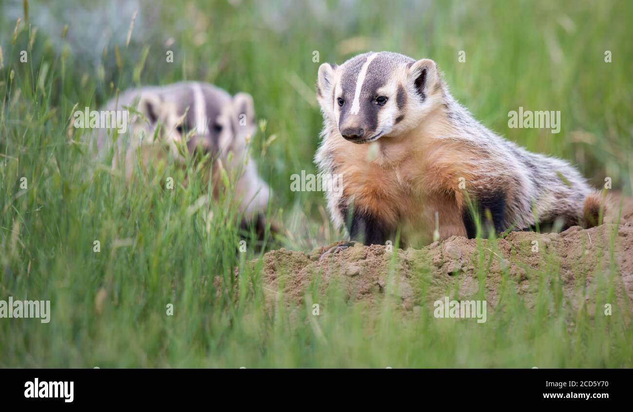 Badger in the Canadian prairies Stock Photo - Alamy