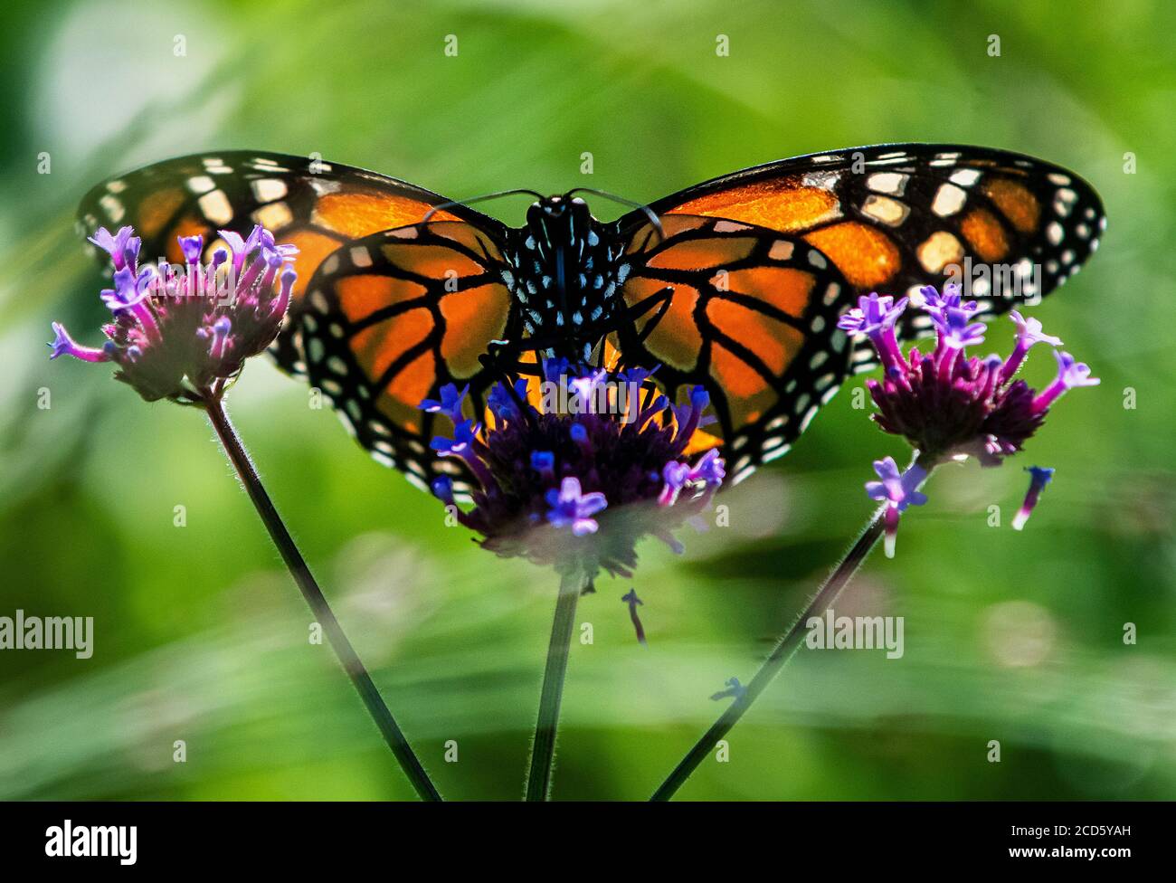 Back-lit Monarch butterfly up close Stock Photo - Alamy